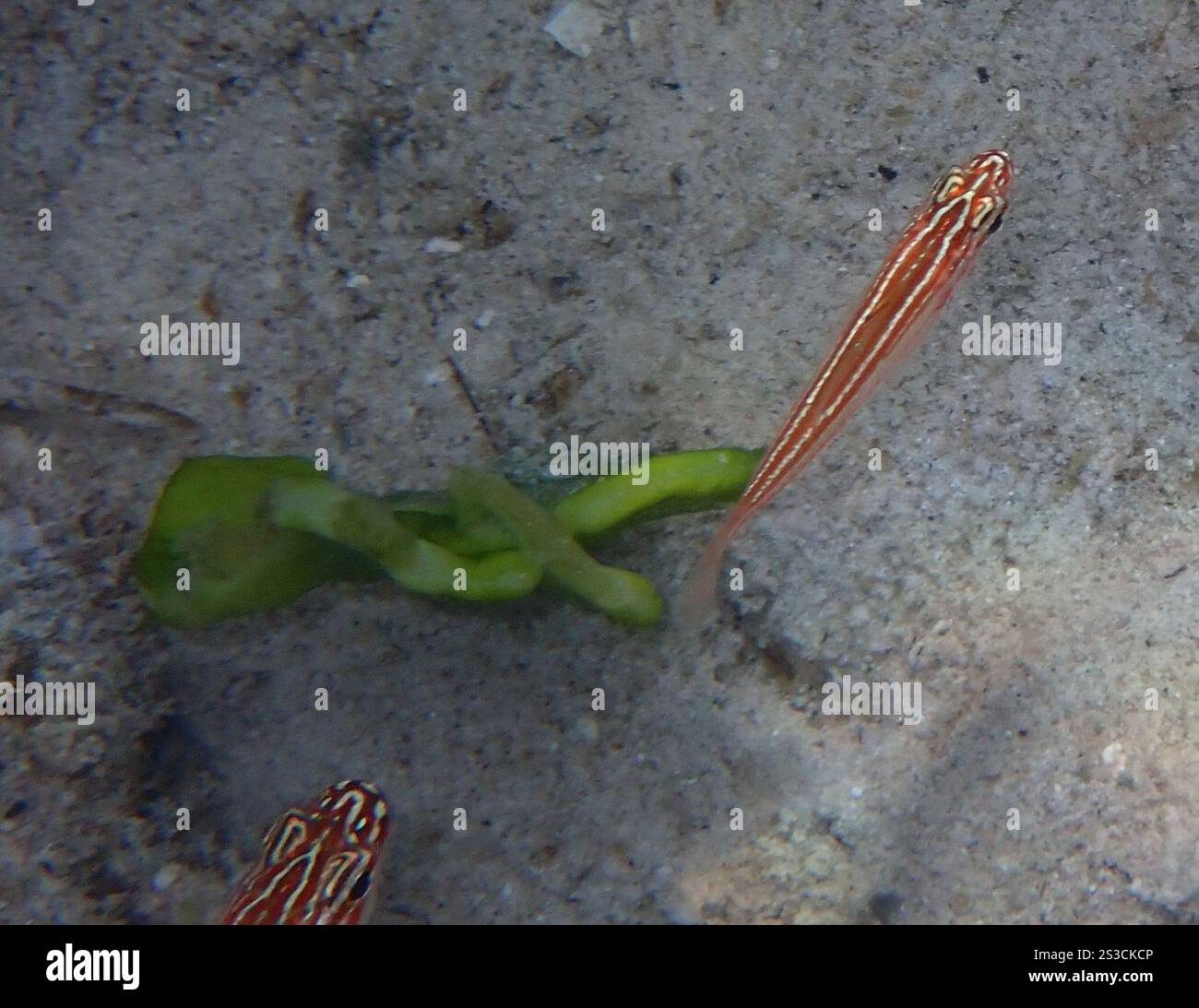 Red-striped Cardinalfish (Ostorhinchus margaritophorus Stock Photo - Alamy