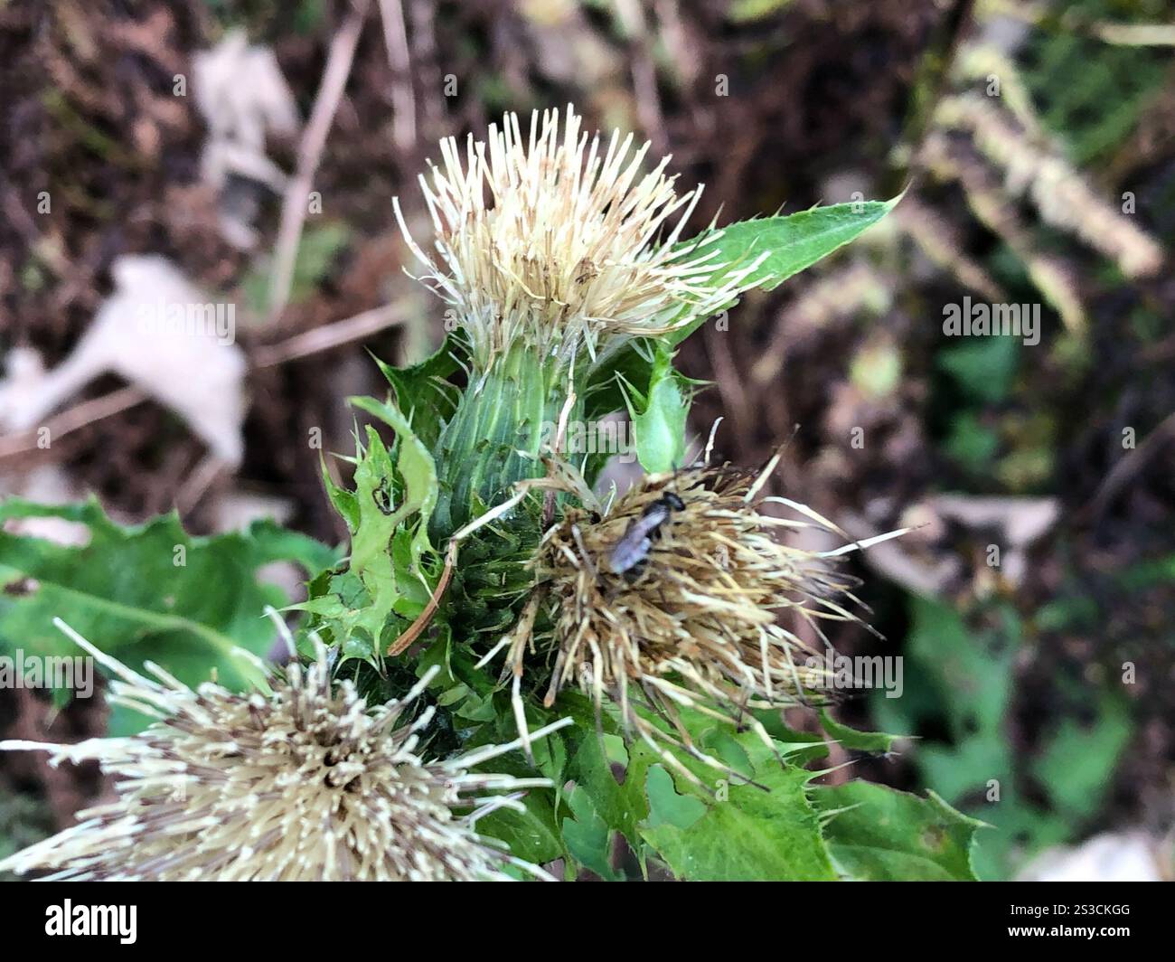 Cabbage Thistle (Cirsium oleraceum Stock Photo - Alamy