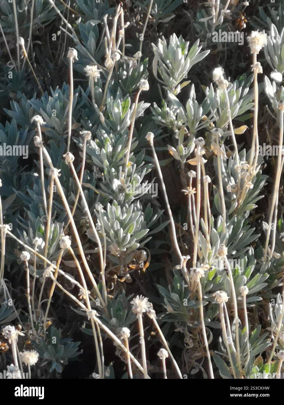 Hoary Pterocephalus (Pterocephalus lasiospermus Stock Photo - Alamy