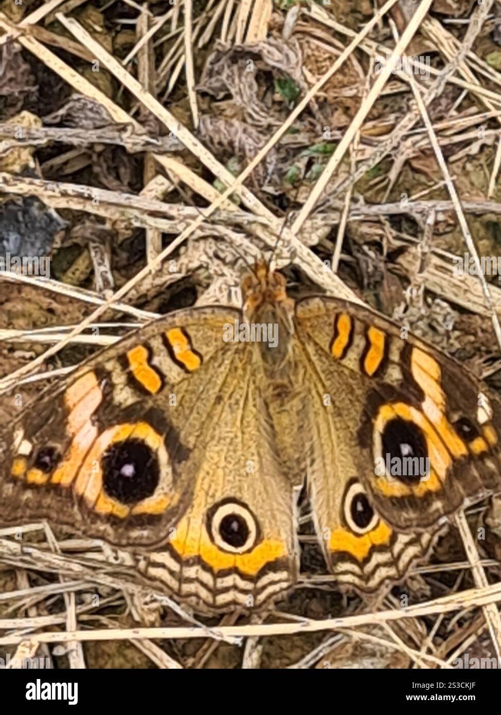South American Tropical Buckeye (Junonia evarete Stock Photo - Alamy