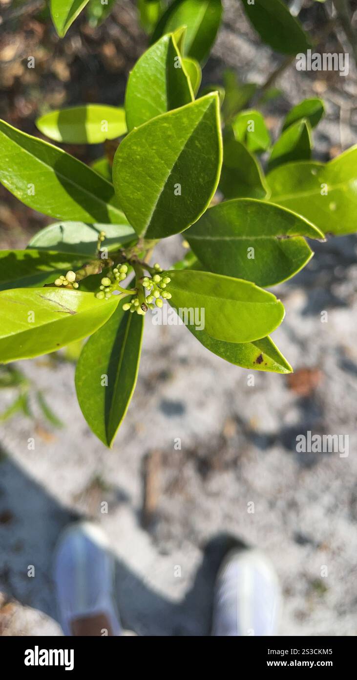 dahoon holly (Ilex cassine Stock Photo - Alamy