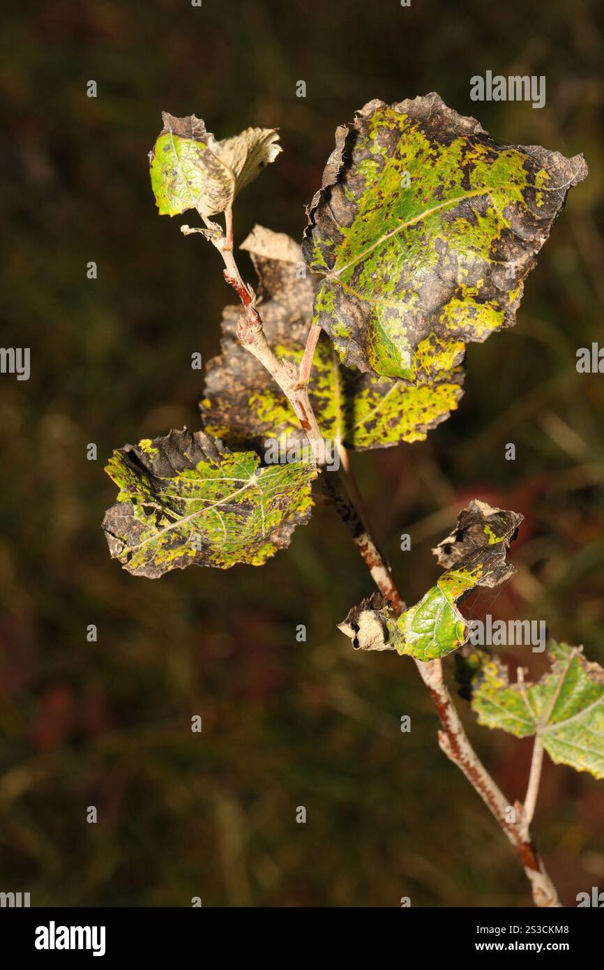 white poplar (Populus alba Stock Photo - Alamy
