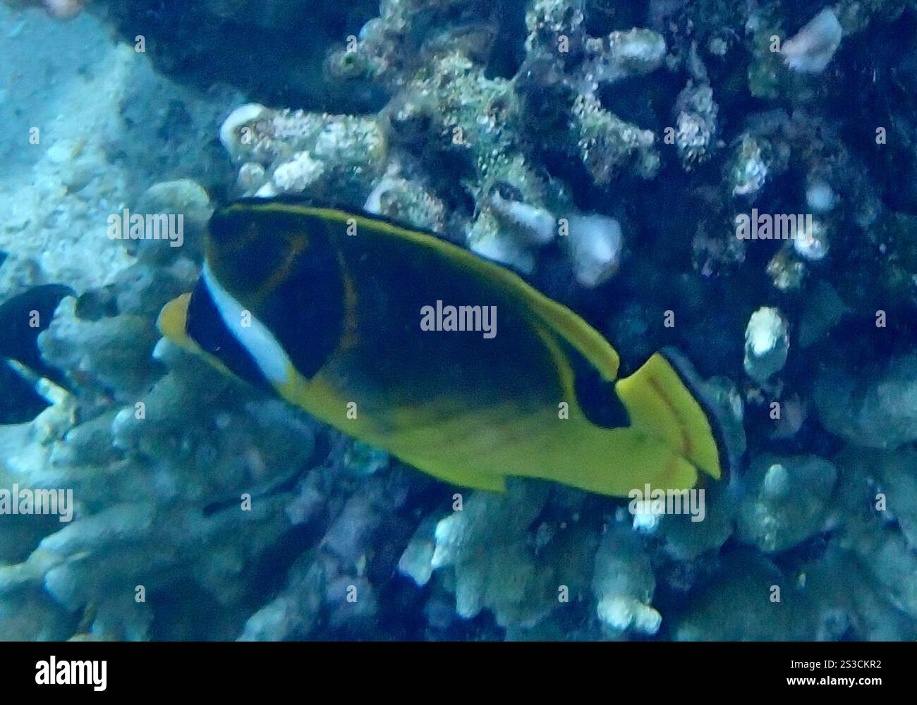 Raccoon Butterflyfish (Chaetodon lunula Stock Photo - Alamy