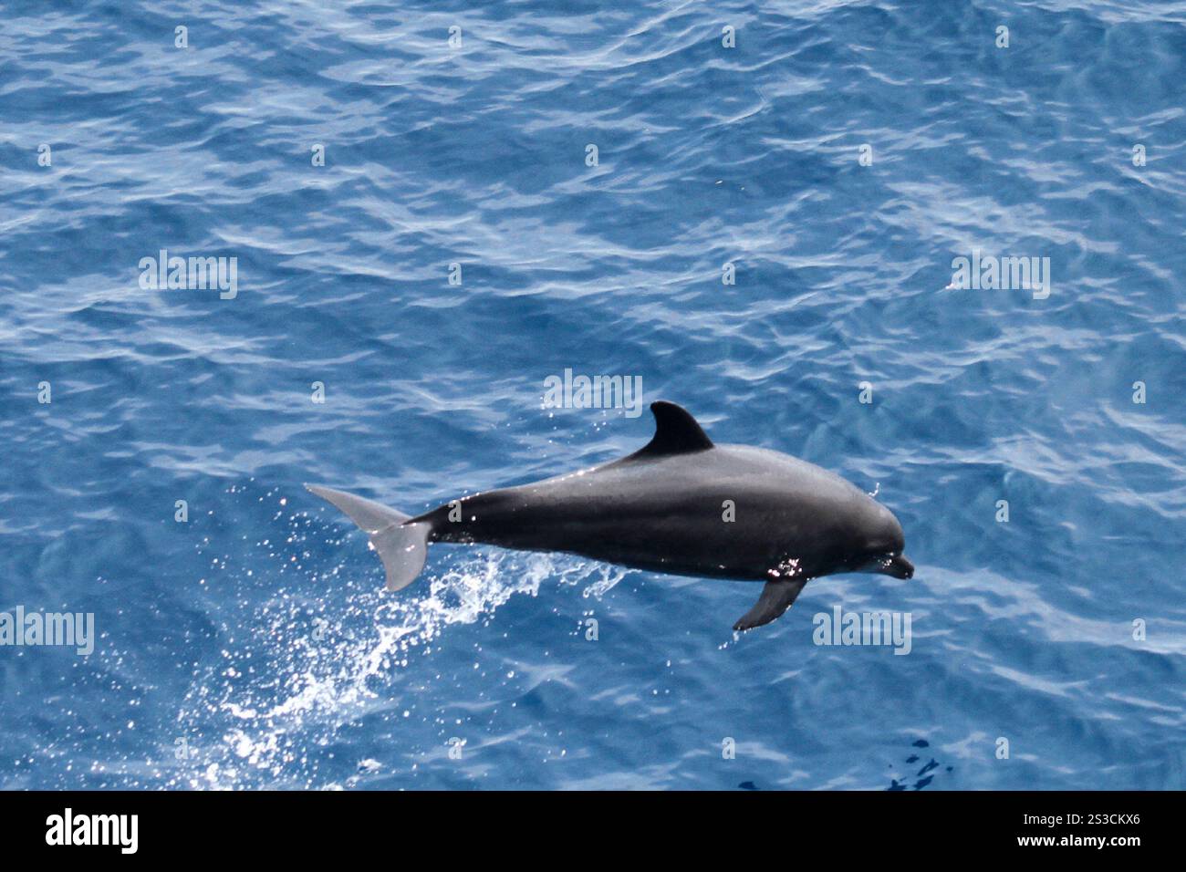 Common Bottlenose Dolphin (Tursiops truncatus Stock Photo - Alamy