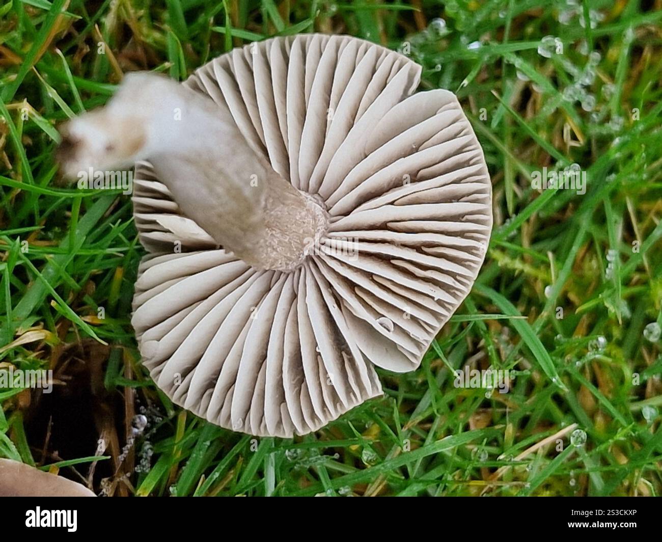 Dermoloma cuneifolium hi-res stock photography and images - Alamy