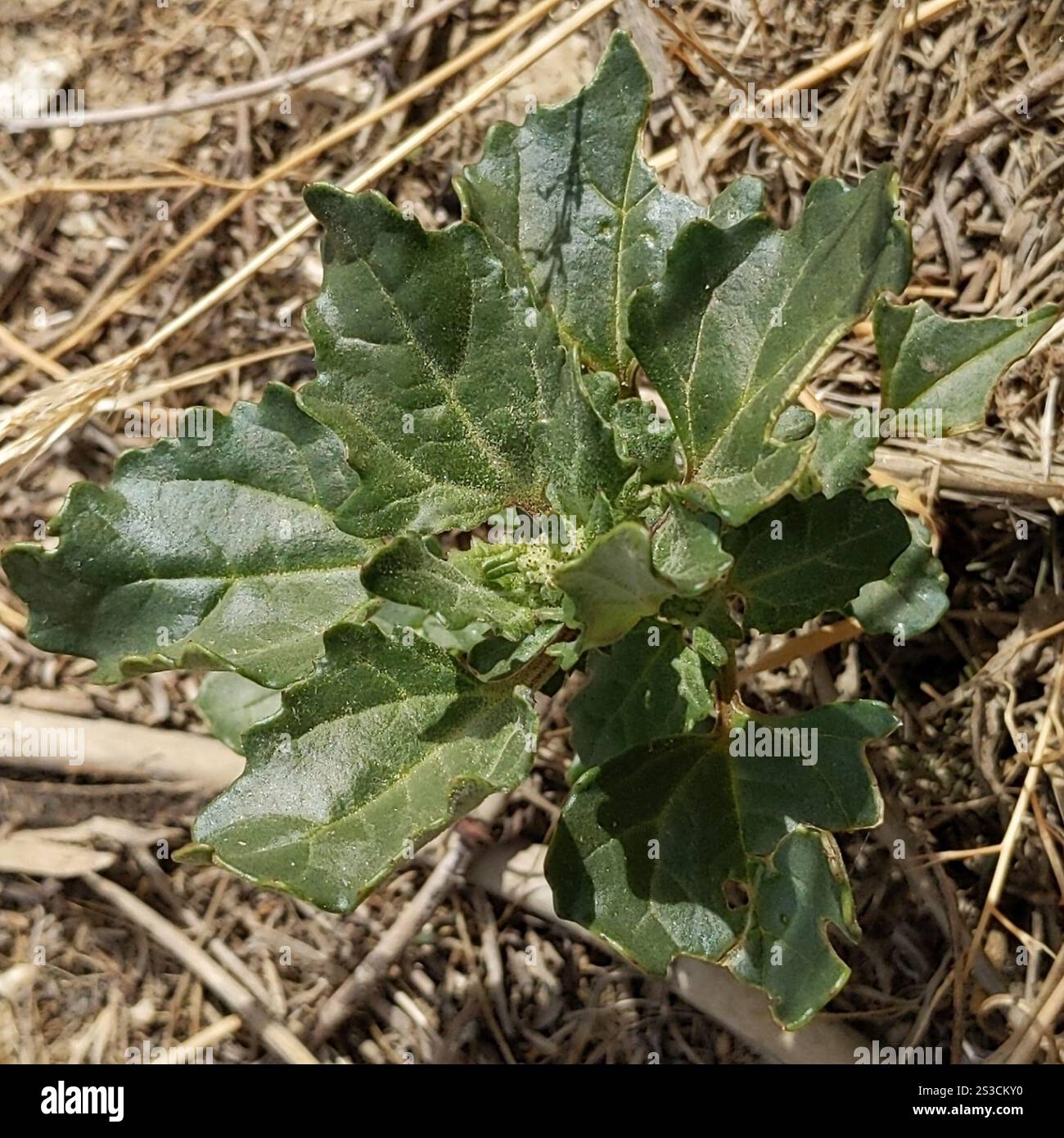 nettle-leaved goosefoot (Chenopodiastrum murale Stock Photo - Alamy