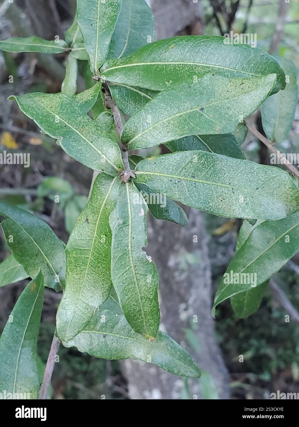 swamp laurel oak (Quercus laurifolia Stock Photo - Alamy