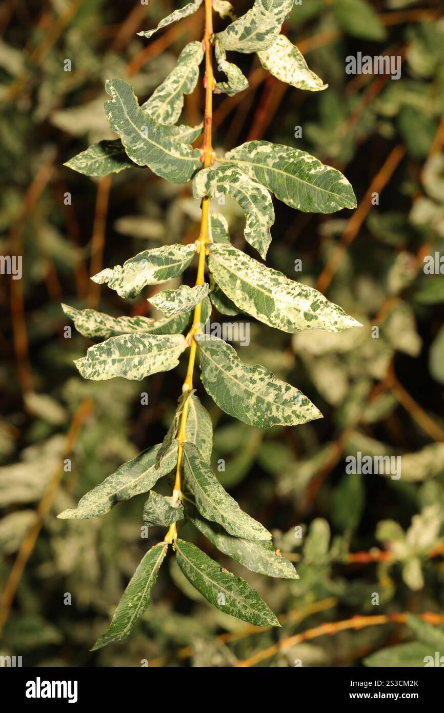 dappled willow (Salix integra Stock Photo - Alamy