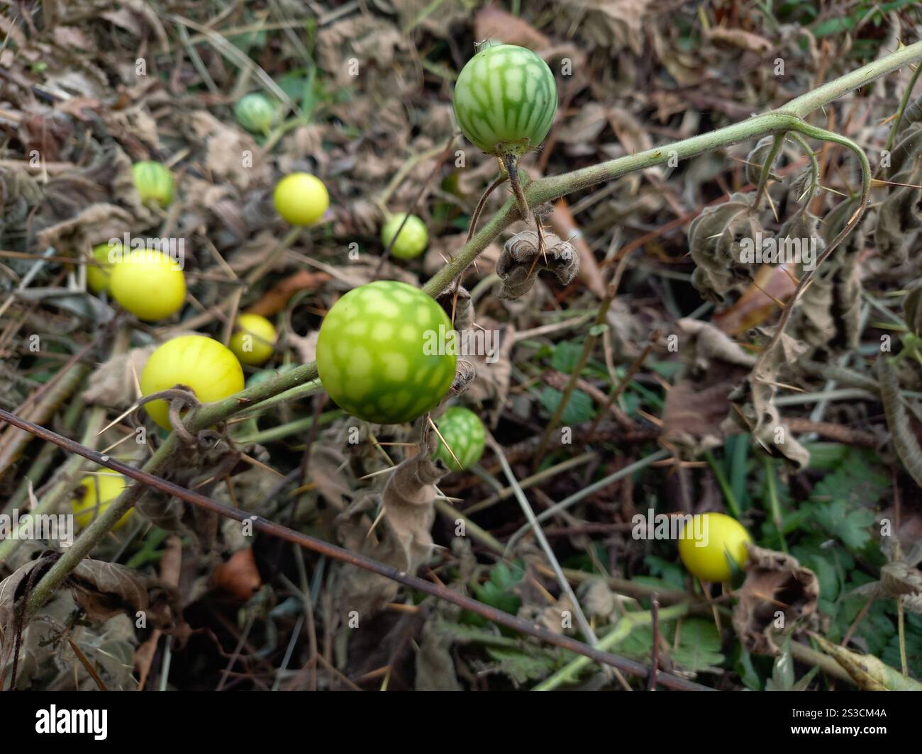 tropical soda-apple (Solanum viarum Stock Photo - Alamy