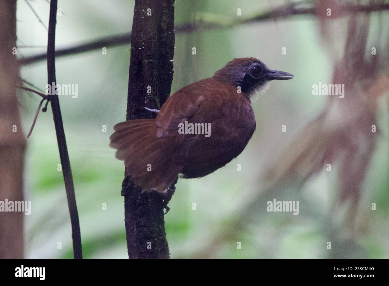 Gymnopithys bicolor hi-res stock photography and images - Alamy