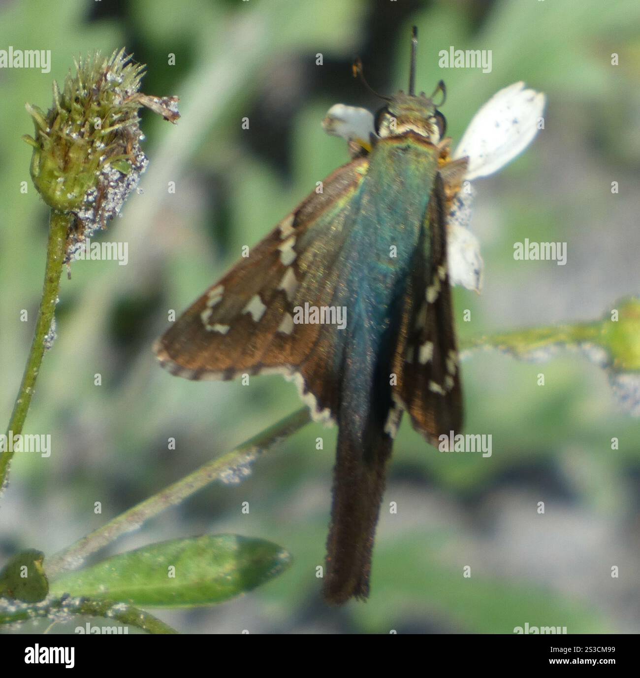 Long-tailed Skipper (Urbanus proteus Stock Photo - Alamy