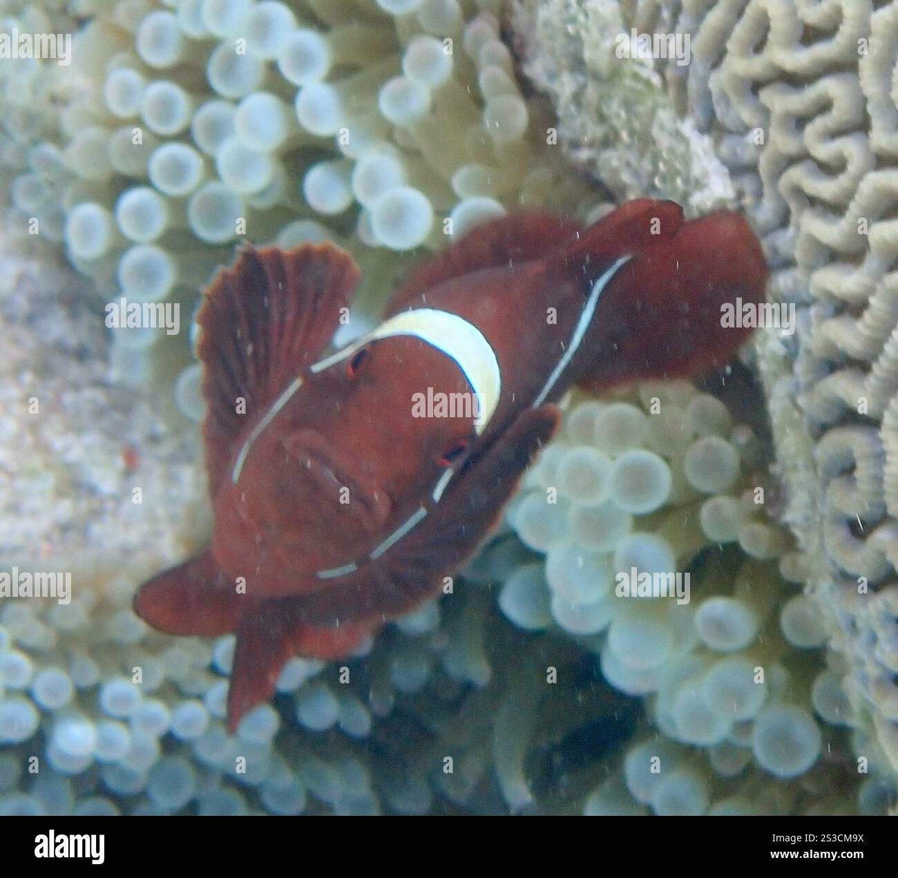 Spine-cheek Clownfish (Amphiprion biaculeatus Stock Photo - Alamy