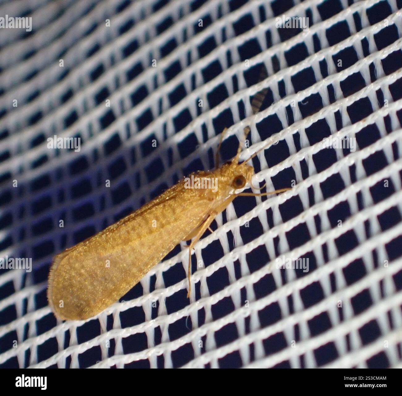 Net-spinning Caddisflies (Hydropsychidae Stock Photo - Alamy