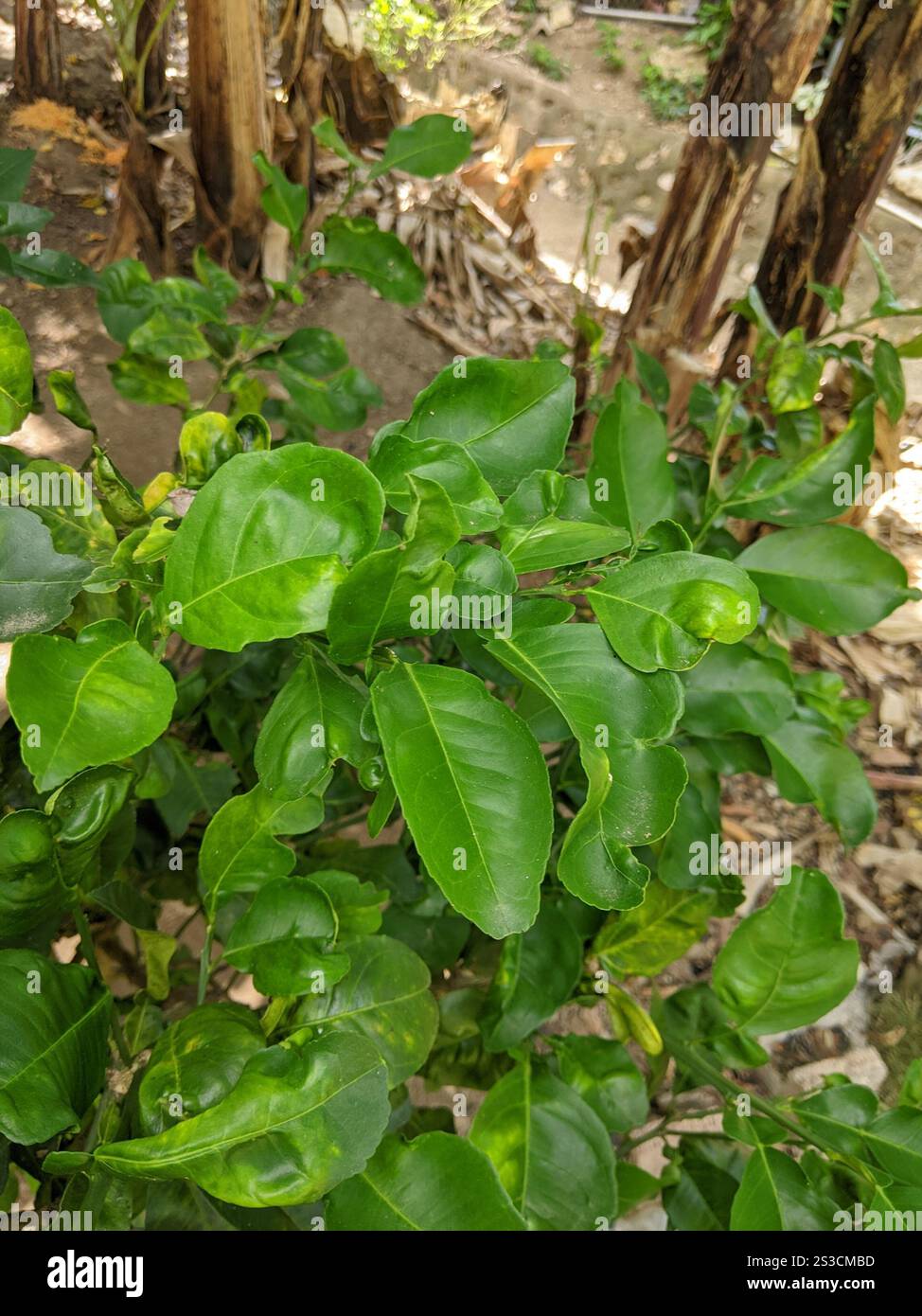 Citrus Bud Mite (Aceria sheldoni Stock Photo - Alamy