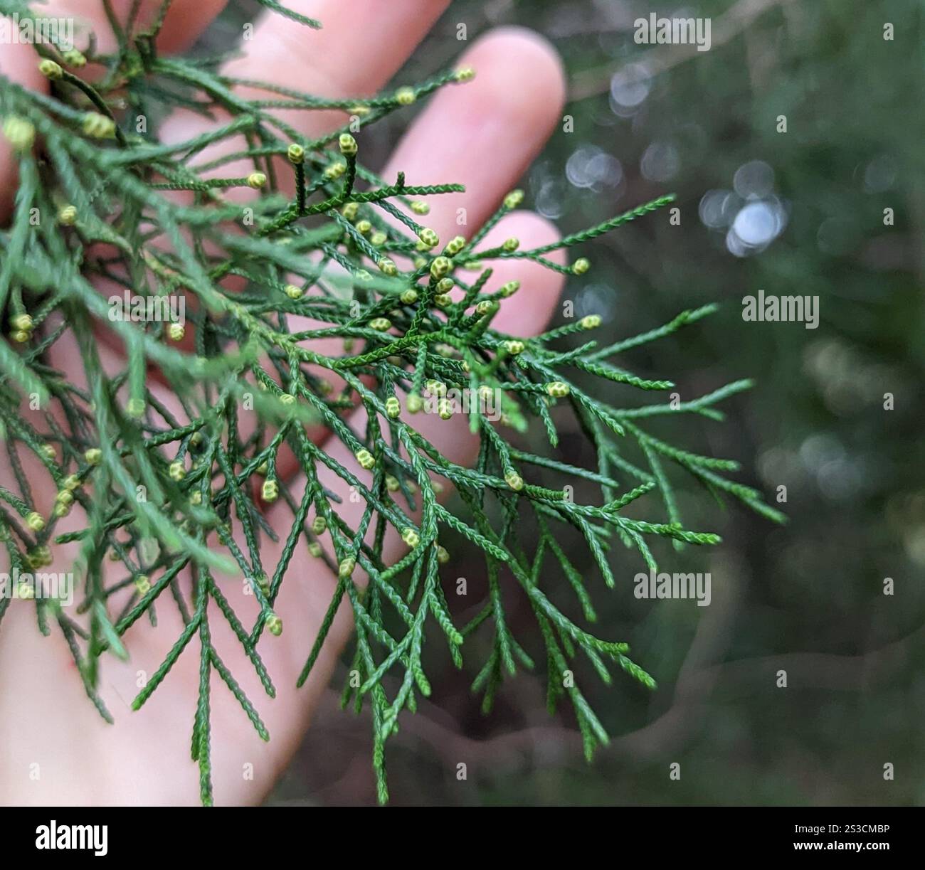 Southern Redcedar (Juniperus virginiana silicicola Stock Photo - Alamy
