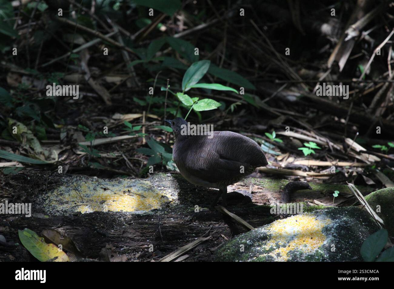 Crypturellus hi-res stock photography and images - Alamy