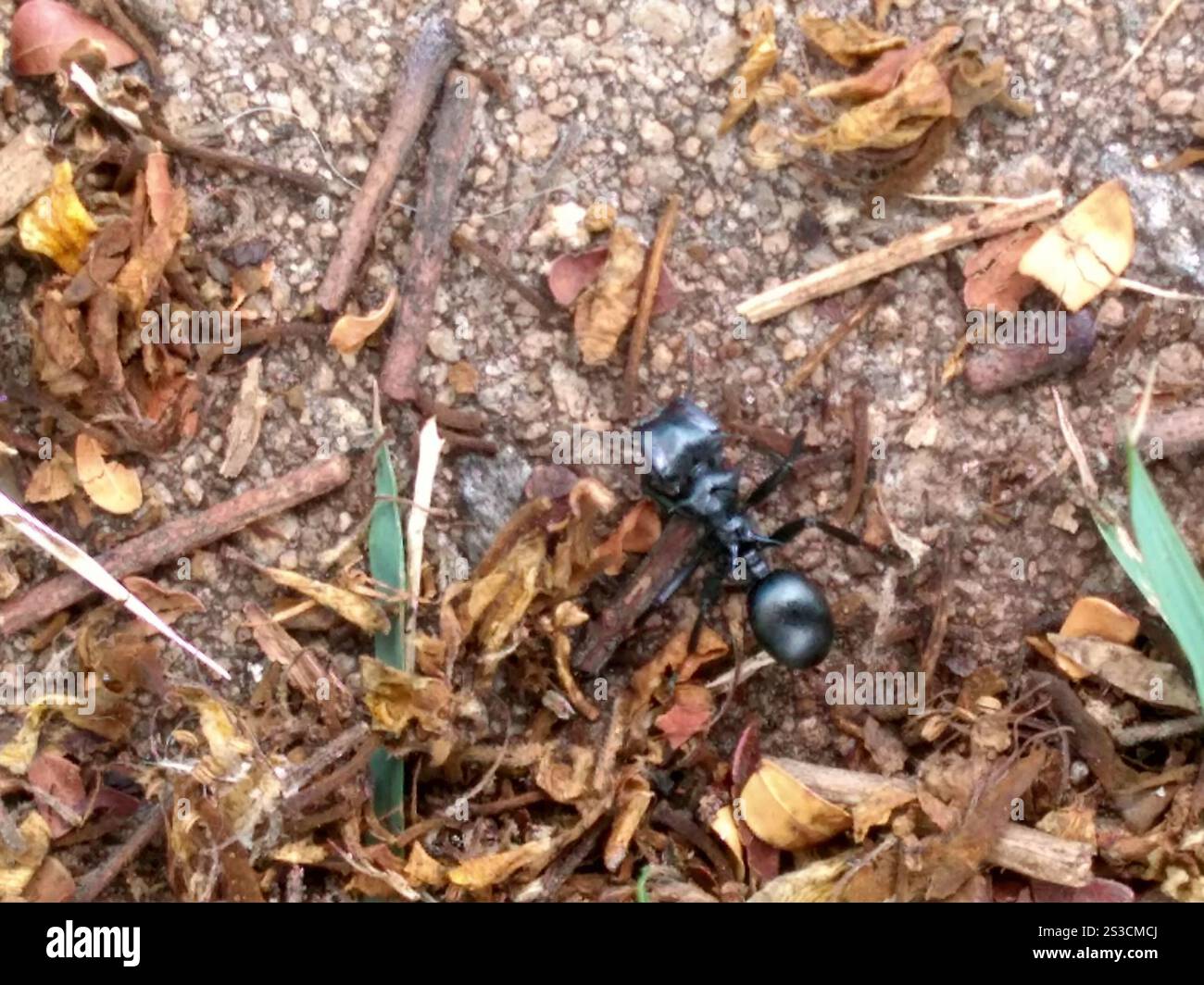 Common Giant Turtle Ant (Cephalotes atratus Stock Photo - Alamy