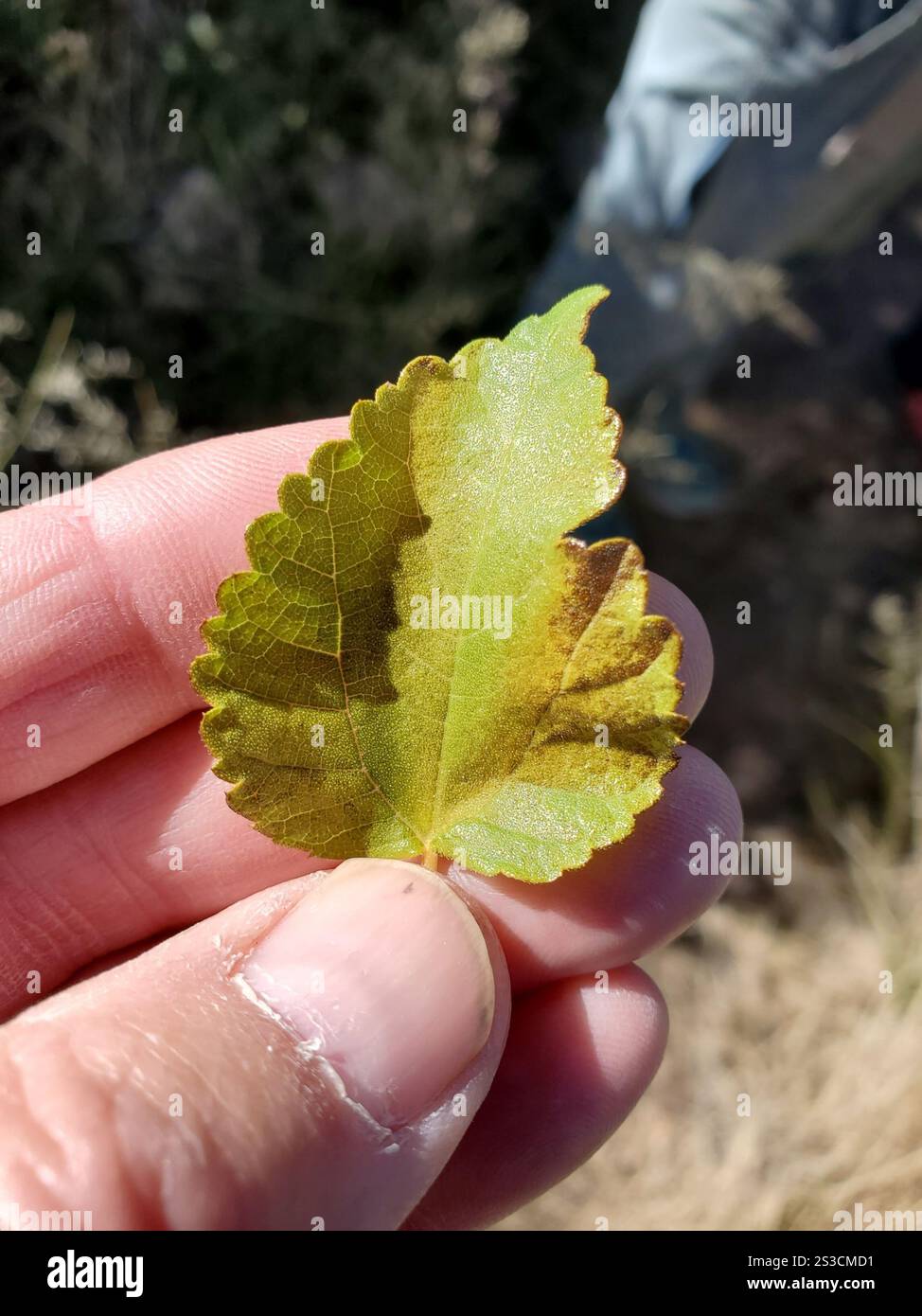Texas mulberry (Morus microphylla Stock Photo - Alamy