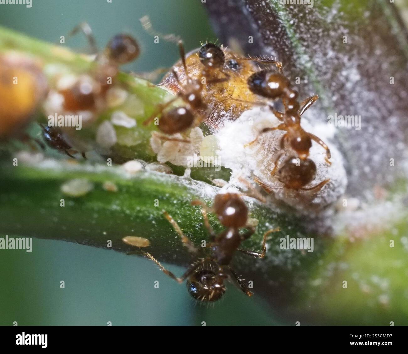 Brown Soft Scale (Coccus hesperidum Stock Photo - Alamy