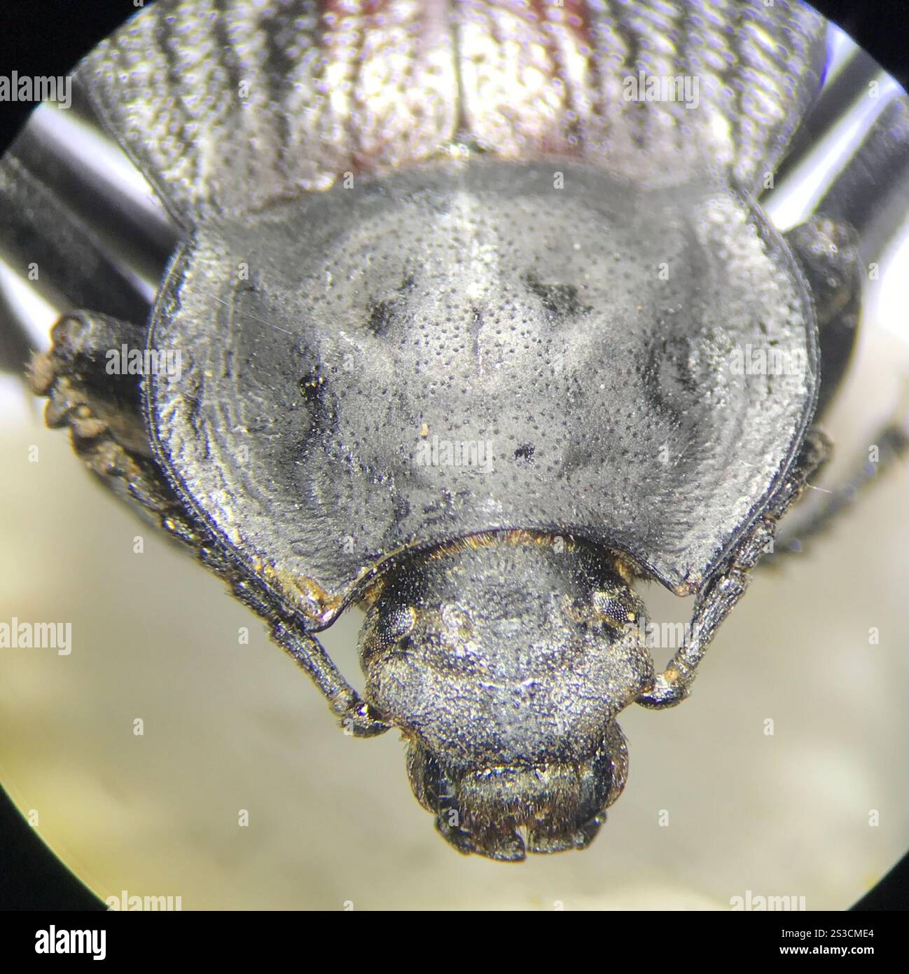 Red-backed Darkling Beetle (Eleodes suturalis Stock Photo - Alamy