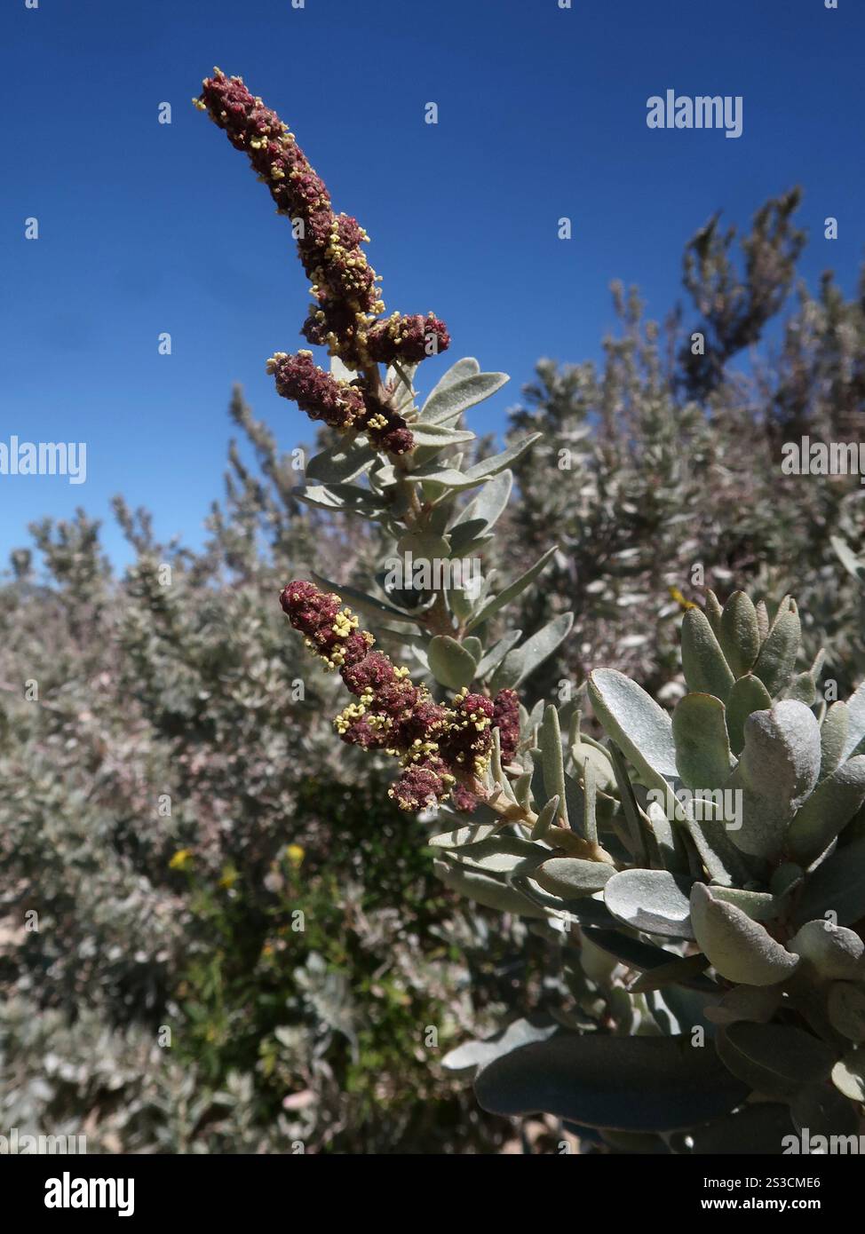 Grey Saltbush (Atriplex cinerea Stock Photo - Alamy