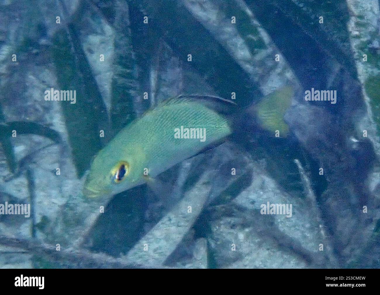 Humpback Snapper (Lutjanus gibbus Stock Photo - Alamy