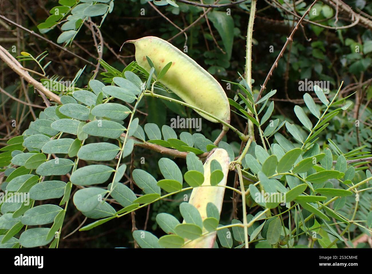 Mysore Thorn (Biancaea decapetala Stock Photo - Alamy
