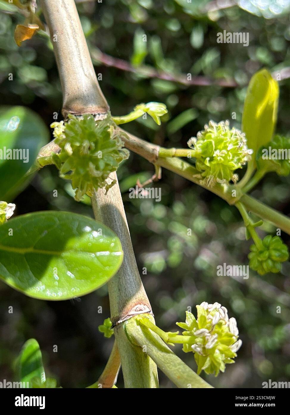 Taupata (Coprosma repens Stock Photo - Alamy