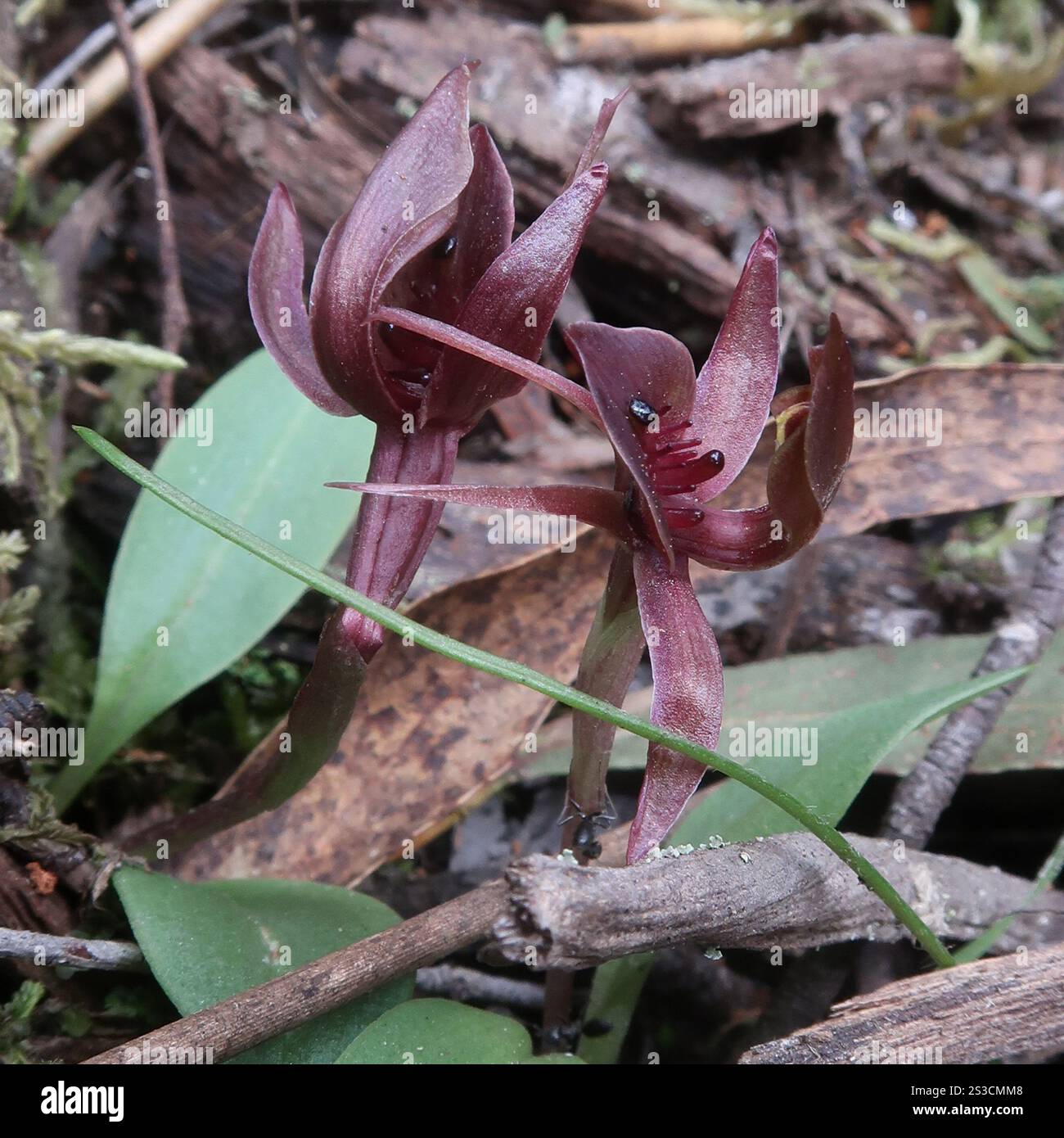 three-horned bird orchid (Chiloglottis triceratops Stock Photo - Alamy