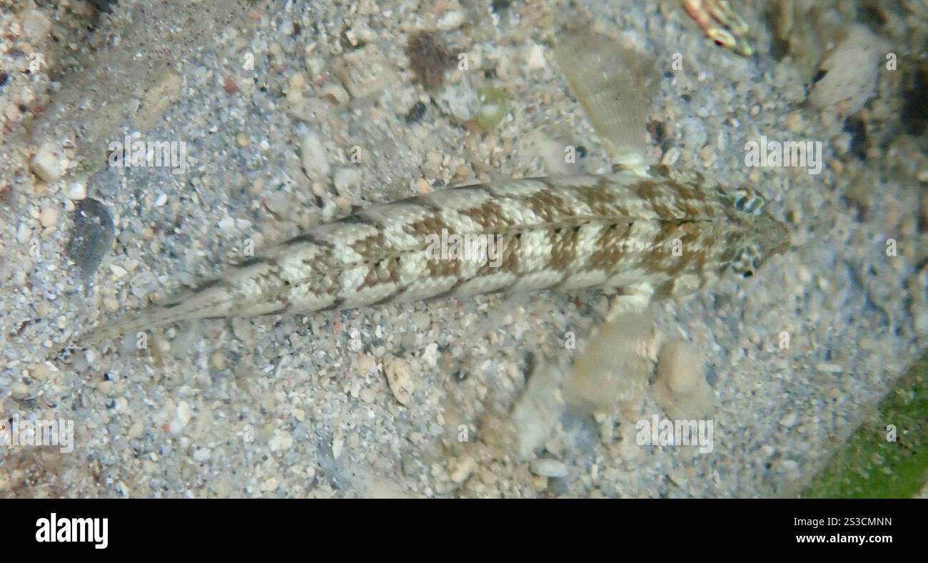 Sharpnose Sandperch (Parapercis cylindrica Stock Photo - Alamy