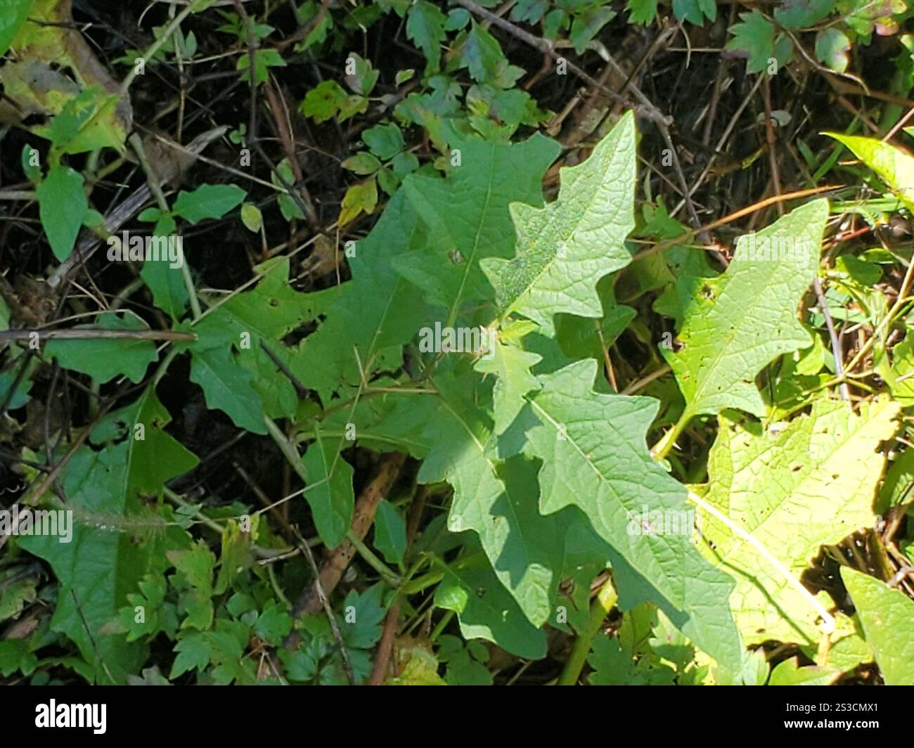 Carolina horsenettle (Solanum carolinense Stock Photo - Alamy