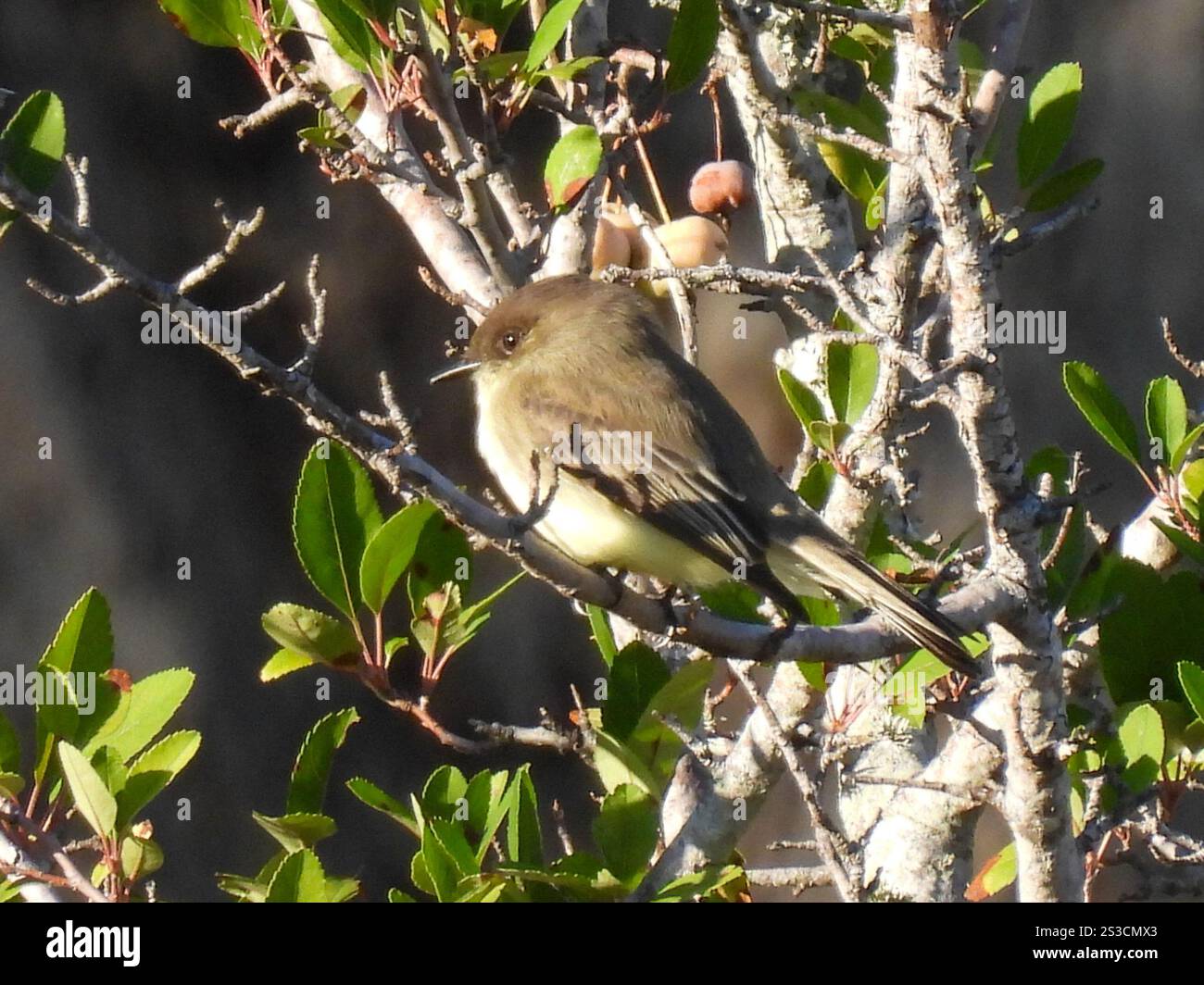 Eastern Phoebe (Sayornis phoebe Stock Photo - Alamy