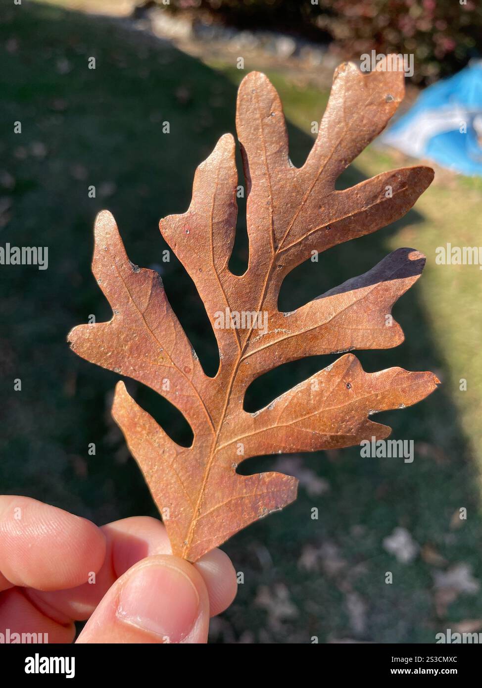 white oak (Quercus alba Stock Photo - Alamy