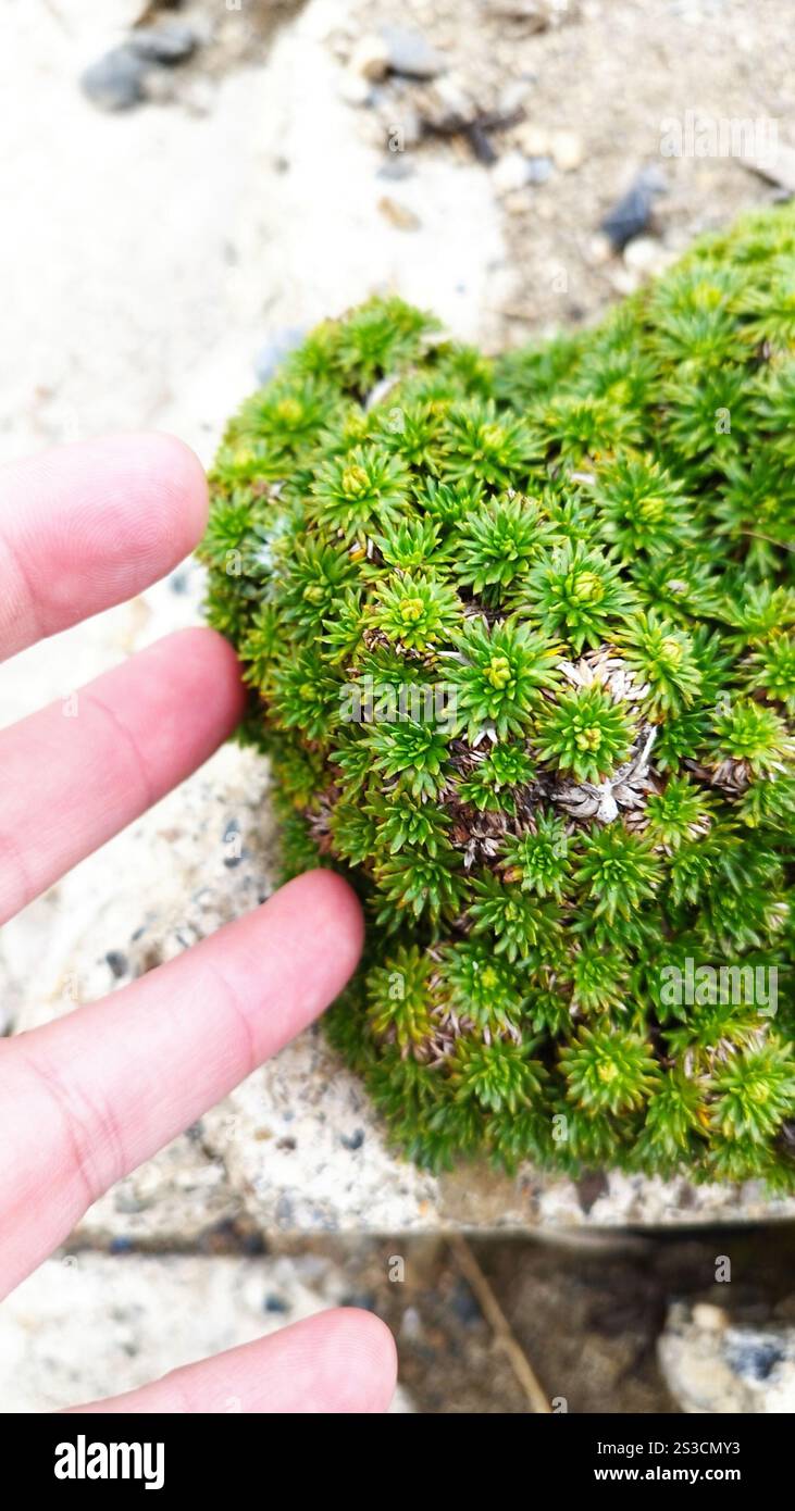 Bolax hi-res stock photography and images - Alamy