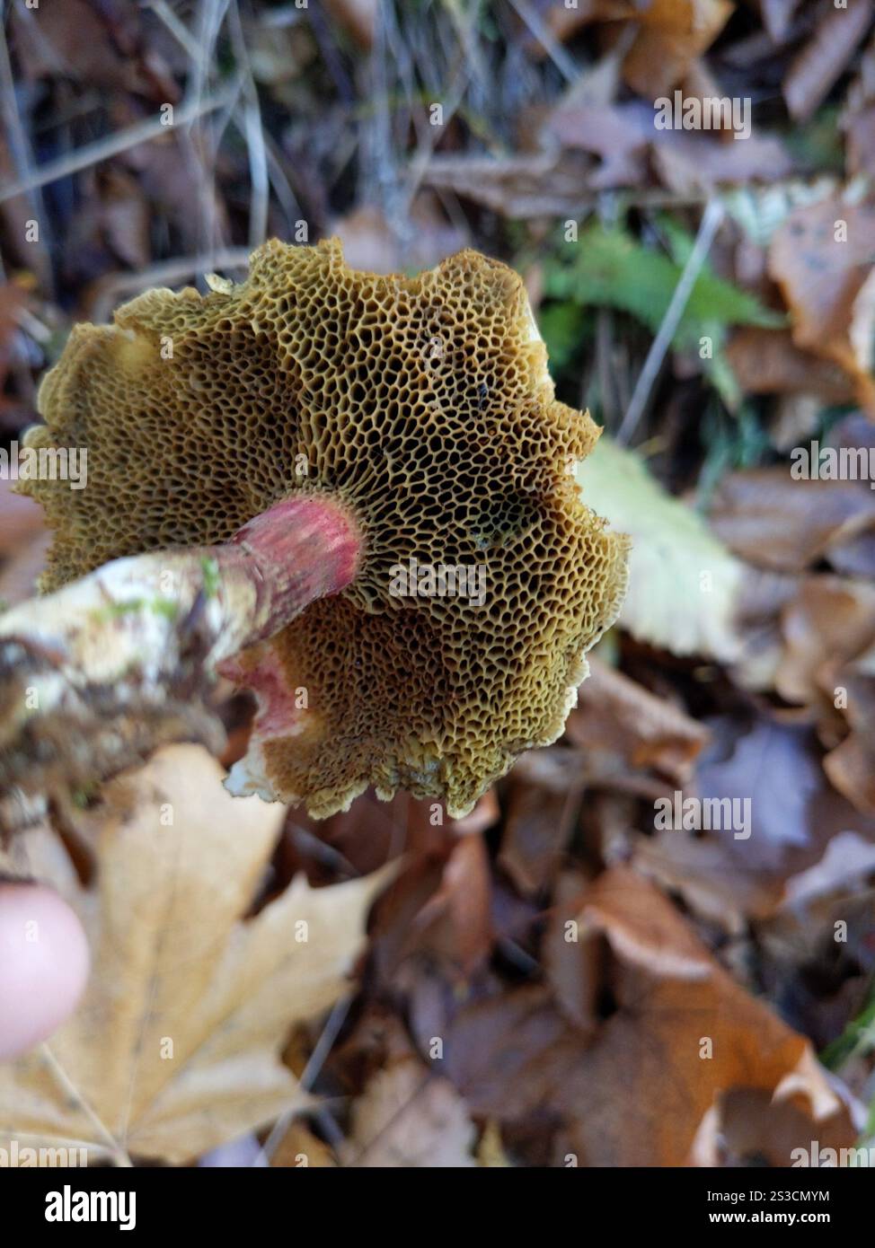 Red-cracking Bolete (Xerocomellus chrysenteron Stock Photo - Alamy