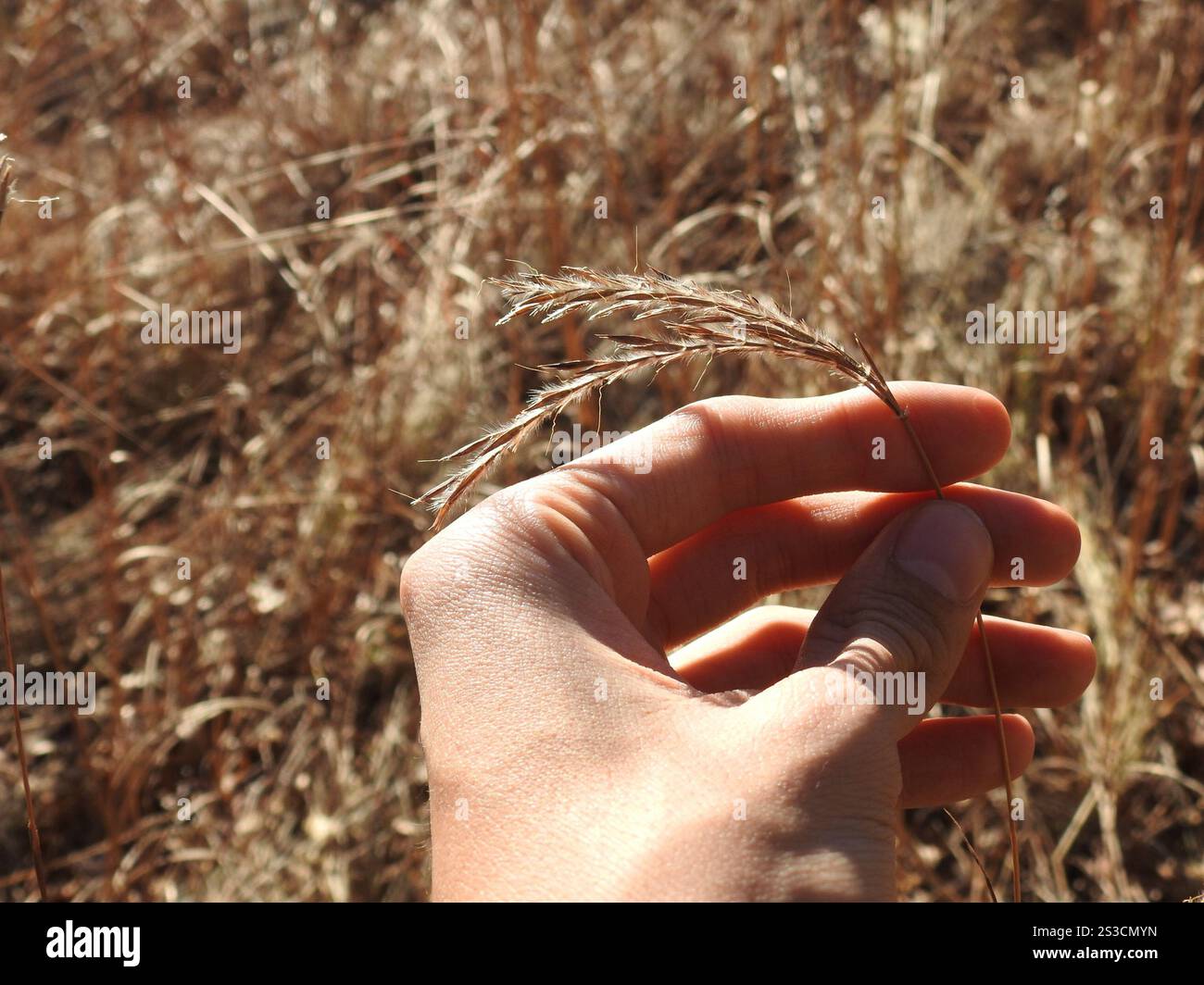canadian bluejoint (Calamagrostis canadensis Stock Photo - Alamy