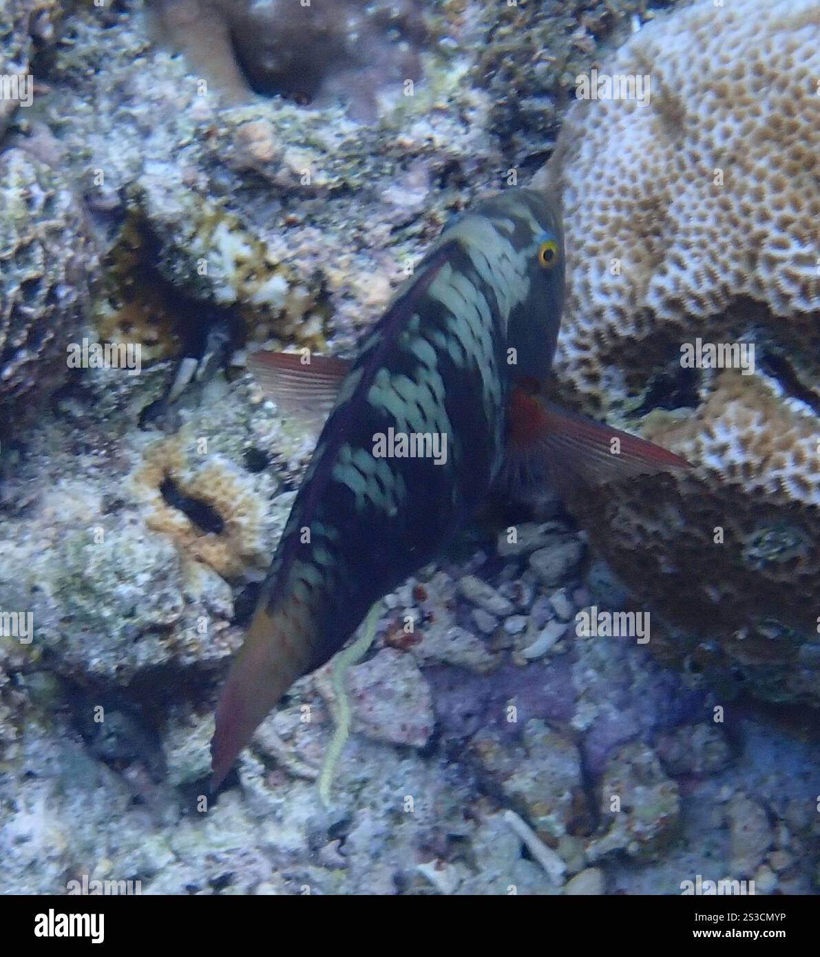 Bleekers parrotfish chlorurus bleekeri hi-res stock photography and ...