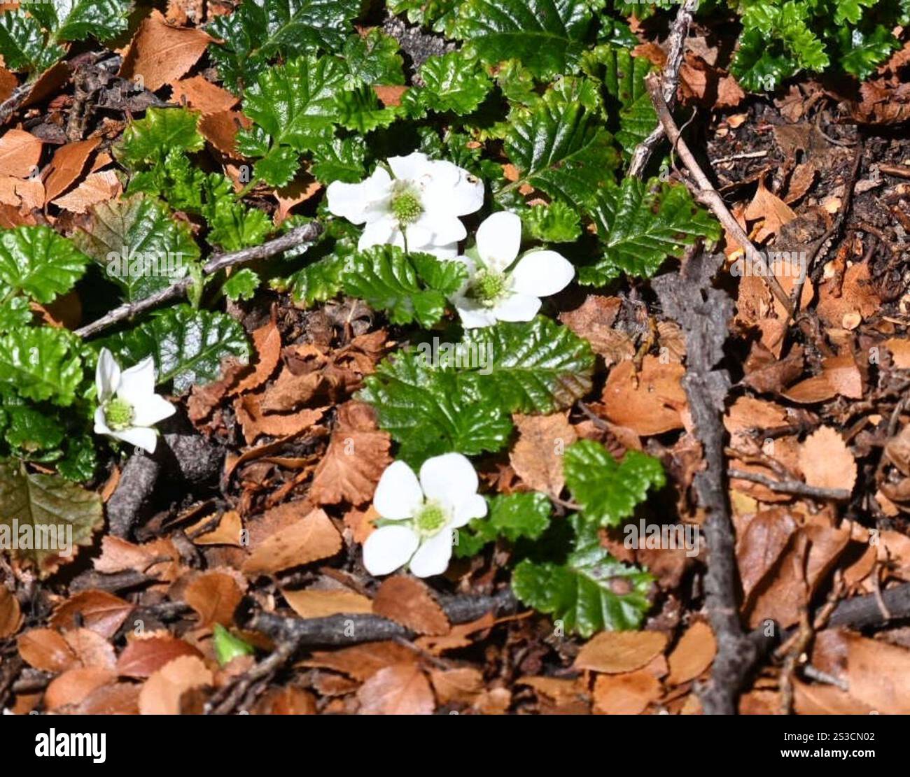 Falkland Strawberry (Rubus geoides Stock Photo - Alamy