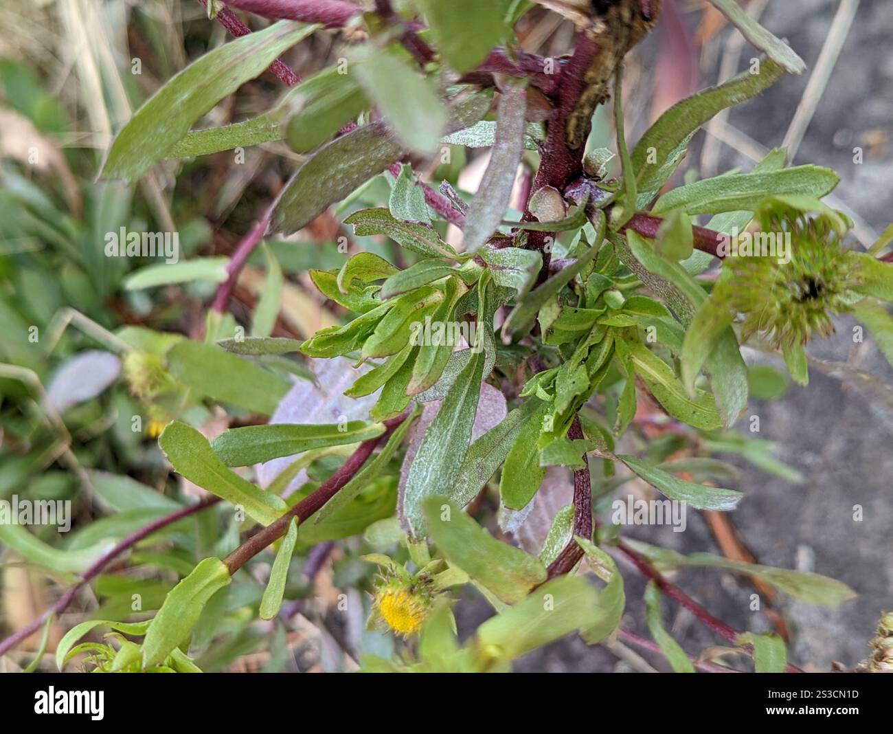 Oregon Gumplant (Grindelia stricta Stock Photo - Alamy
