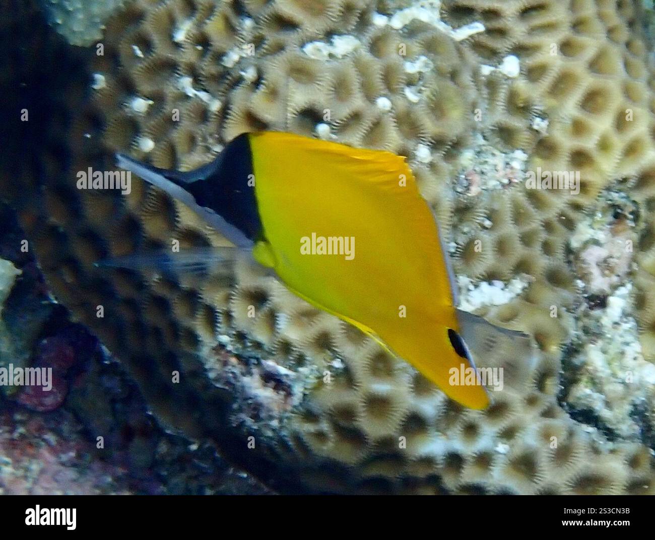 Forceps Butterflyfish (Forcipiger flavissimus Stock Photo - Alamy