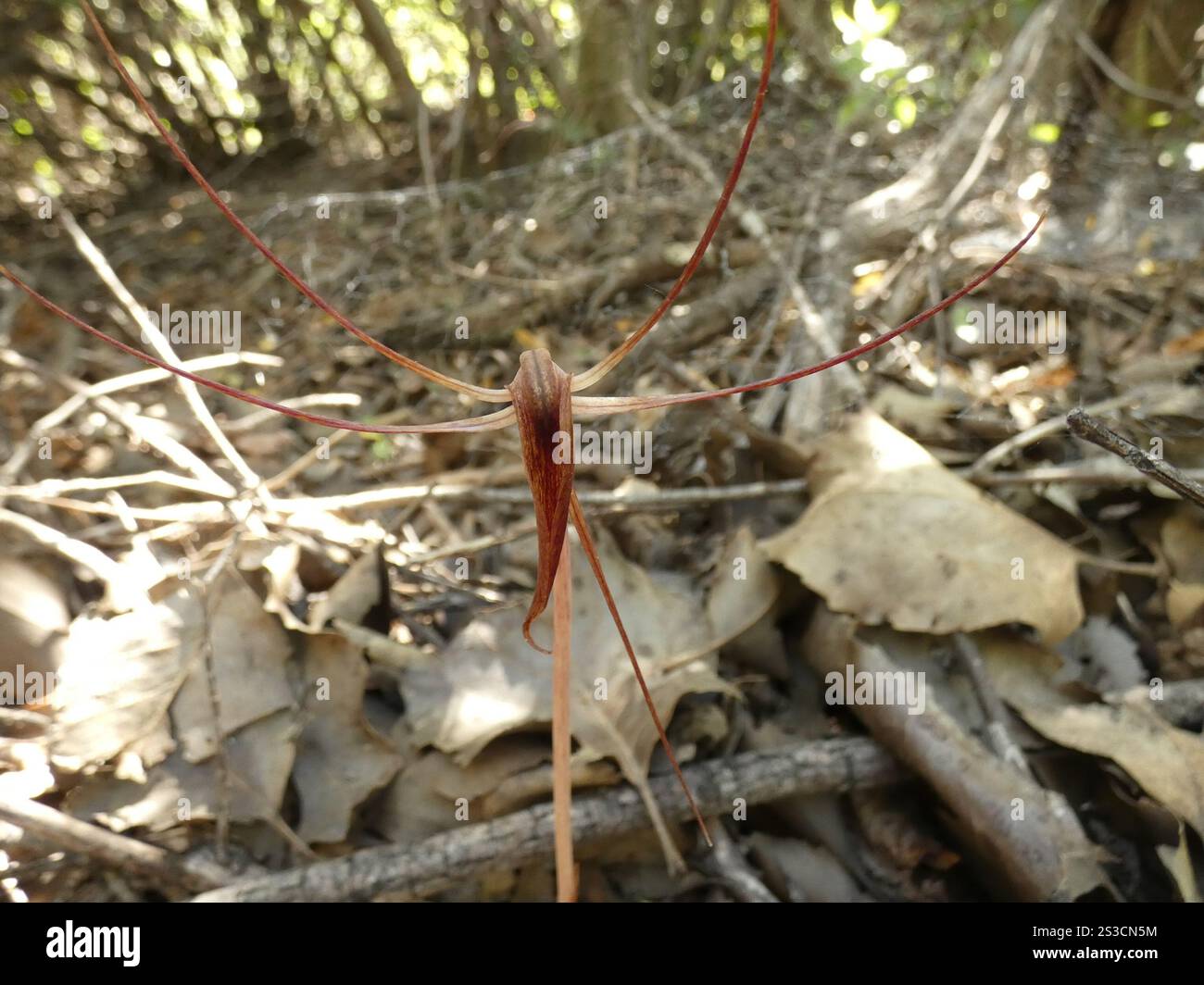 Spider-flower (Arachnitis uniflora Stock Photo - Alamy