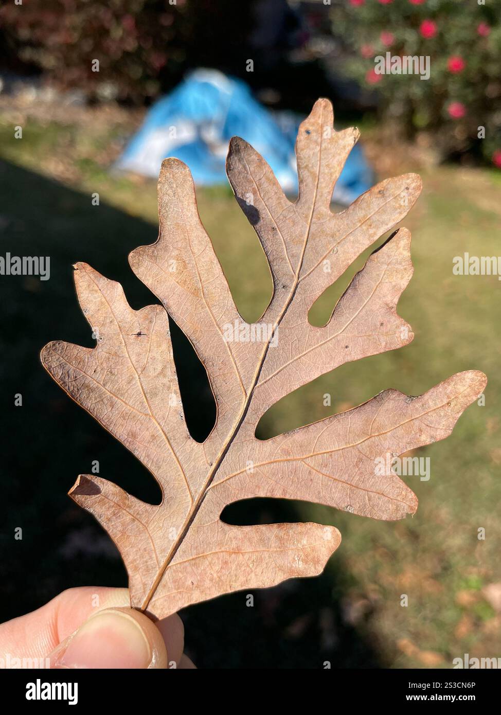 white oak (Quercus alba Stock Photo - Alamy