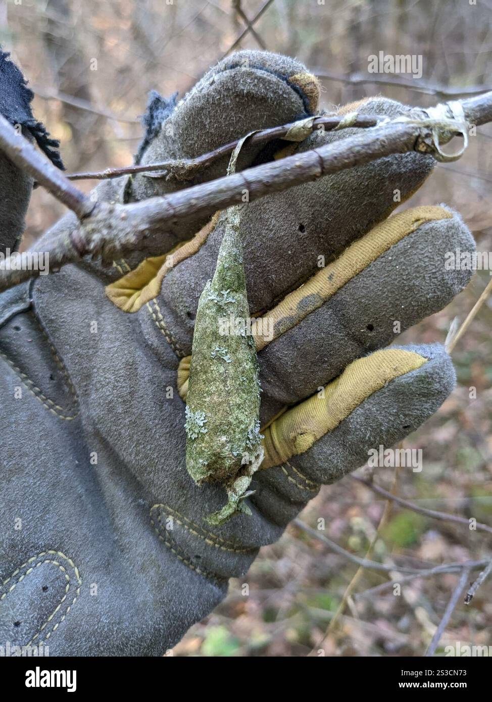 Promethea Silkmoth (Callosamia promethea Stock Photo - Alamy