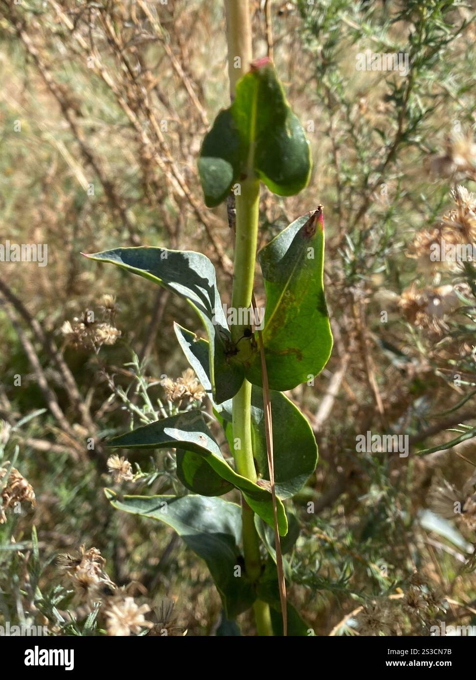 scarlet bugler (Penstemon centranthifolius Stock Photo - Alamy