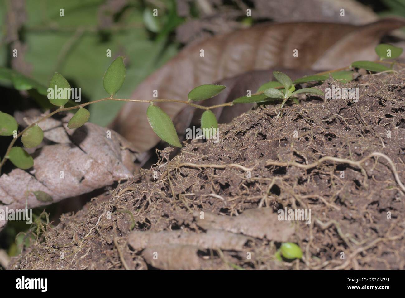 Cecropia Ants and Allies (Azteca Stock Photo - Alamy