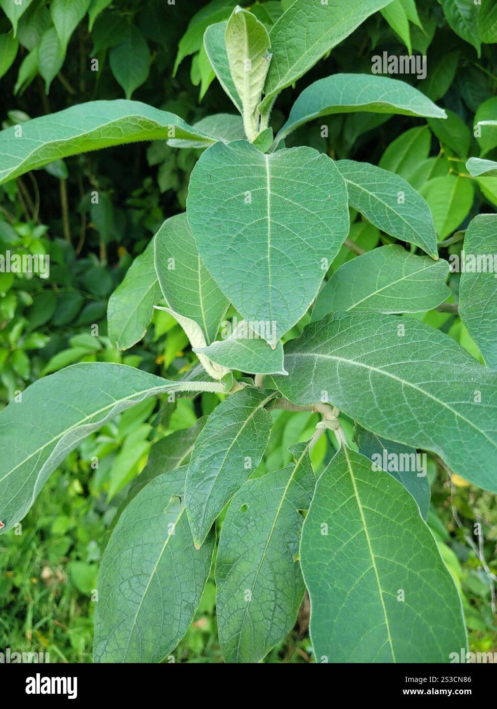 Bugweed hi-res stock photography and images - Alamy