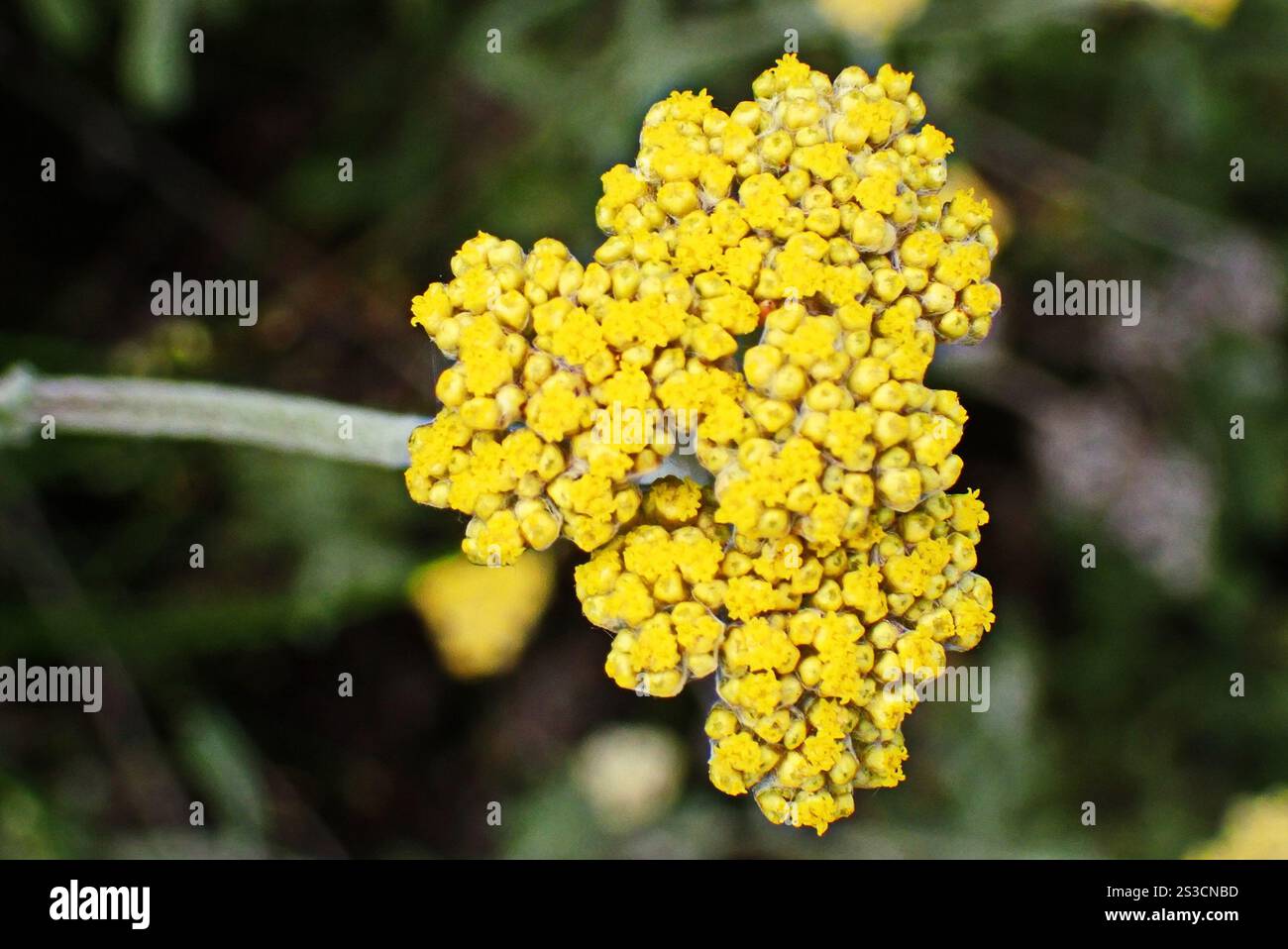 Kooigoed Everlasting (Helichrysum odoratissimum Stock Photo - Alamy