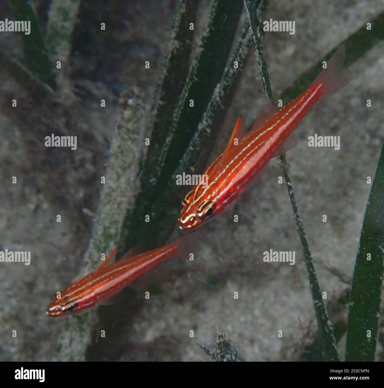 Red-striped Cardinalfish (Ostorhinchus margaritophorus Stock Photo - Alamy