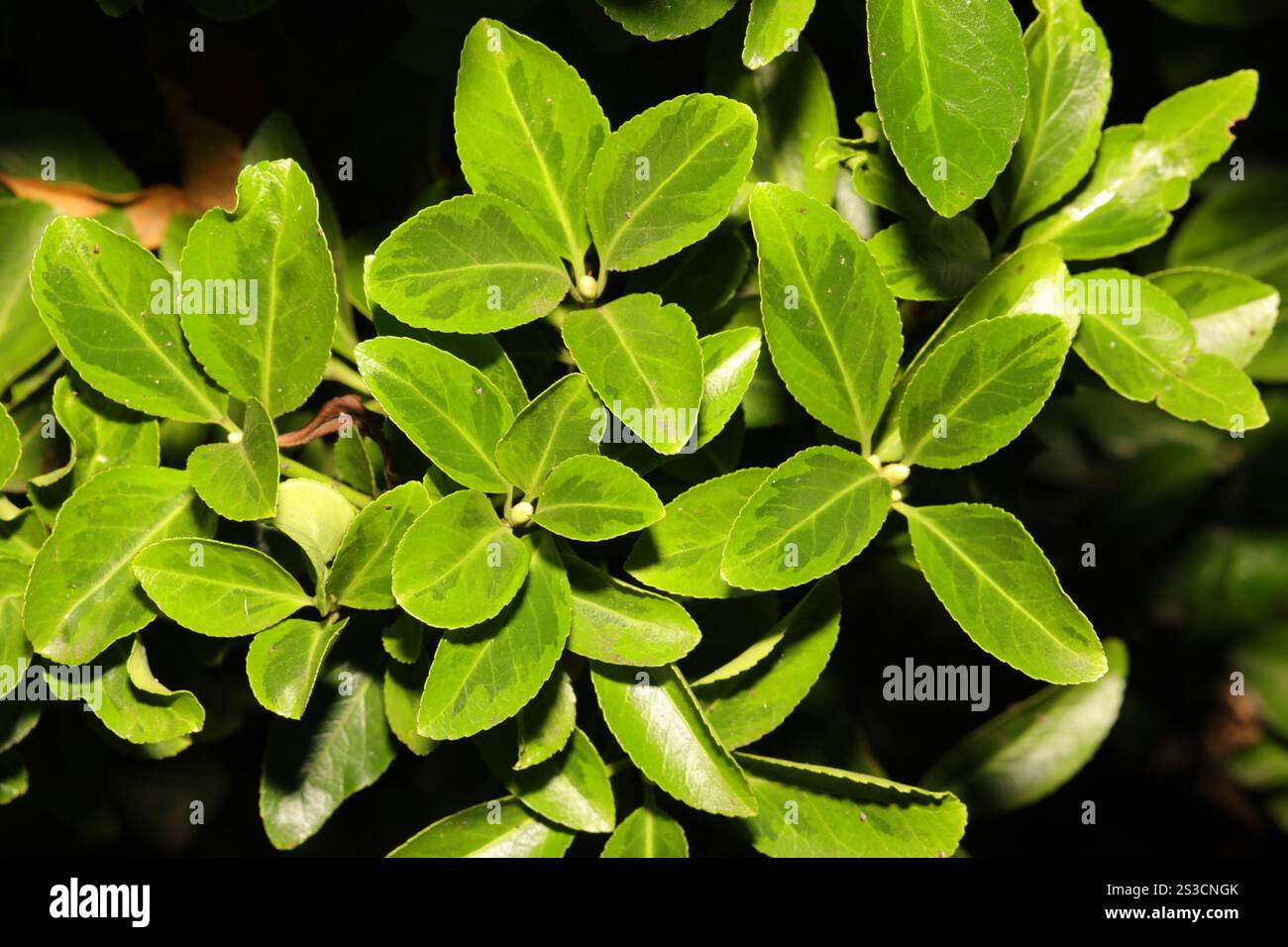 Japanese spindle tree (Euonymus japonicus Stock Photo - Alamy