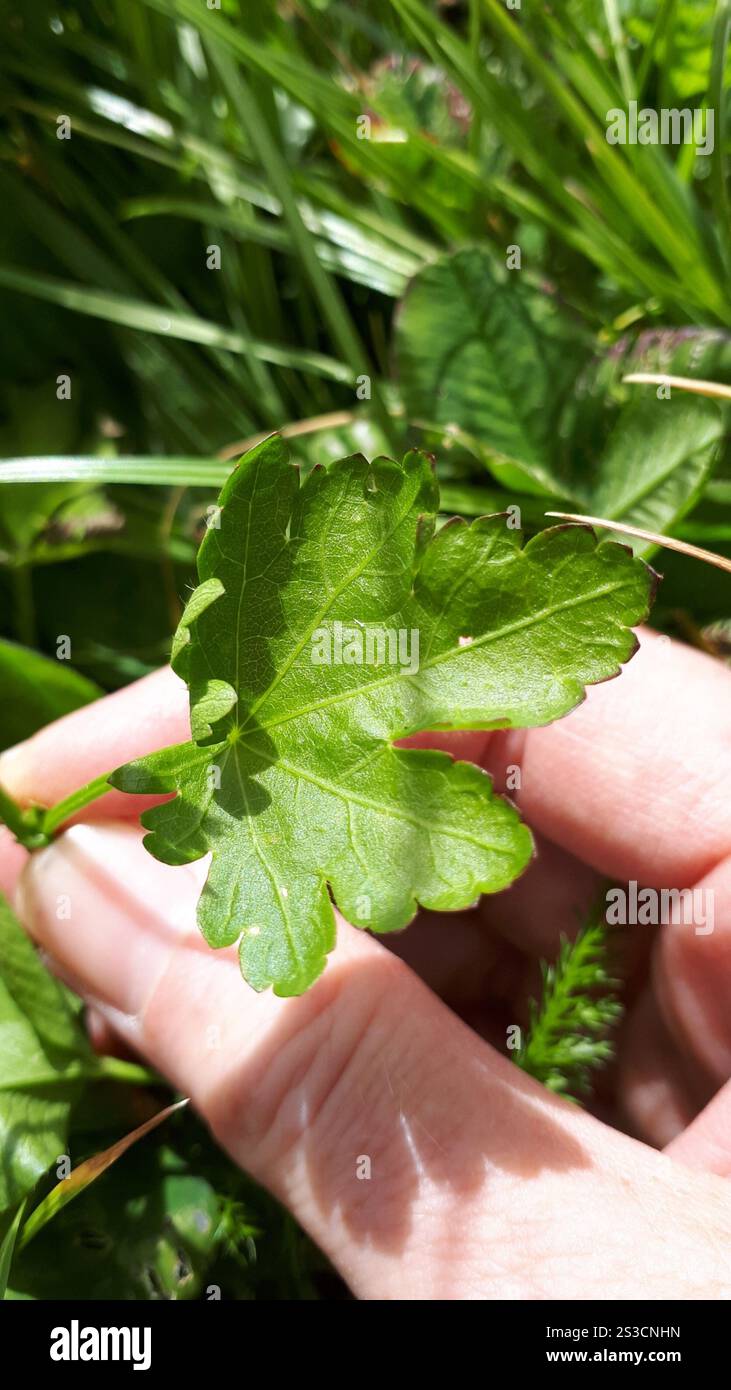 Carolina Bristlemallow (Modiola caroliniana Stock Photo - Alamy